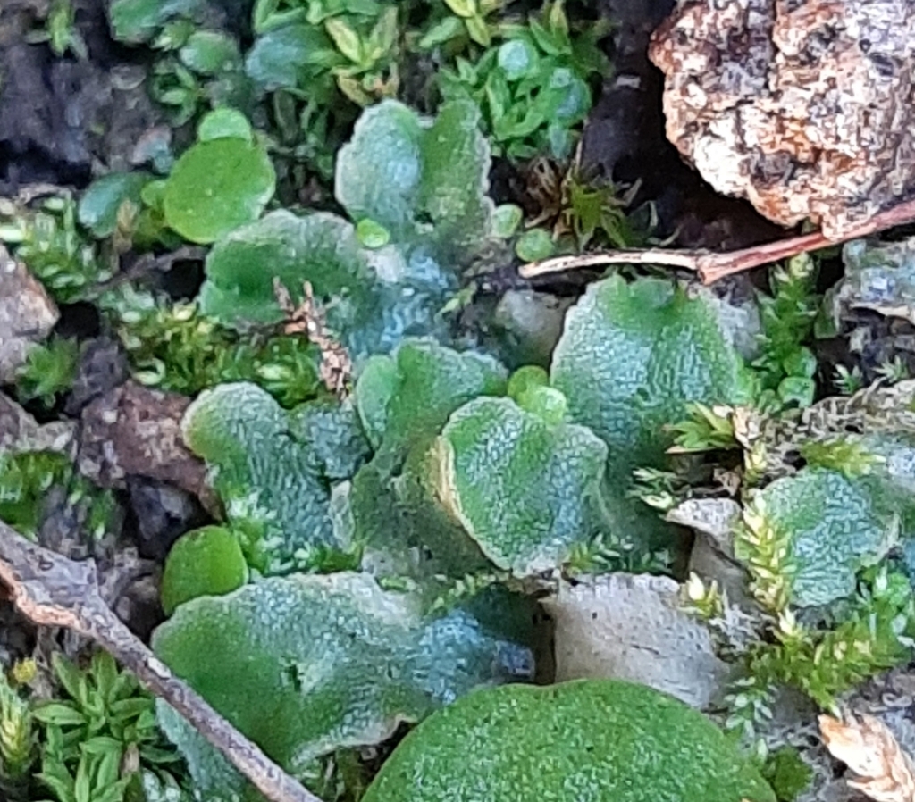 Corsinia coriandrina from 57032 Capraia Isola LI, Italia on March 25 ...