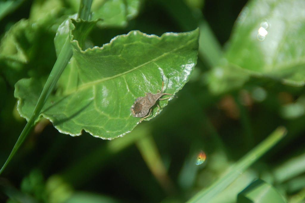 Boat Bug from 22120 Hillion, France on March 23, 2024 at 10:57 AM by ...