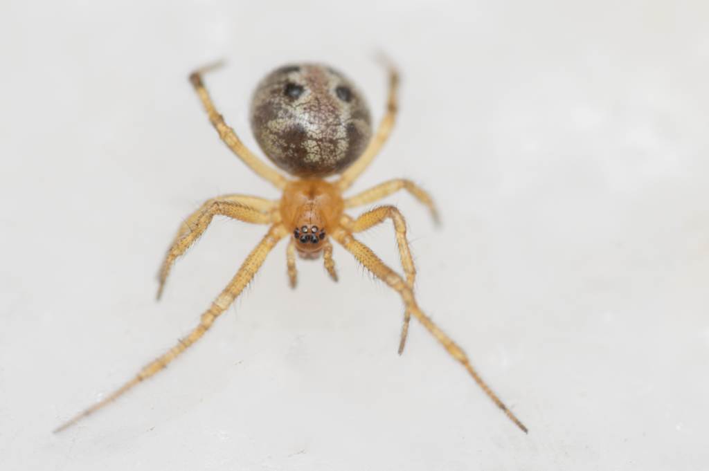 Typical Cobweb Spiders in March 2024 by Shreyas Kuchibhotla · iNaturalist