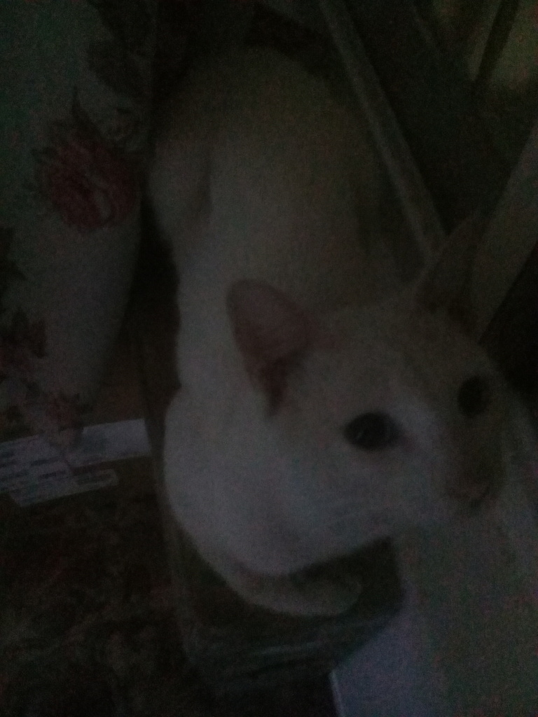 Domestic Cat from Tecalitlán, Jal., México on March 26, 2024 at 11:20 ...