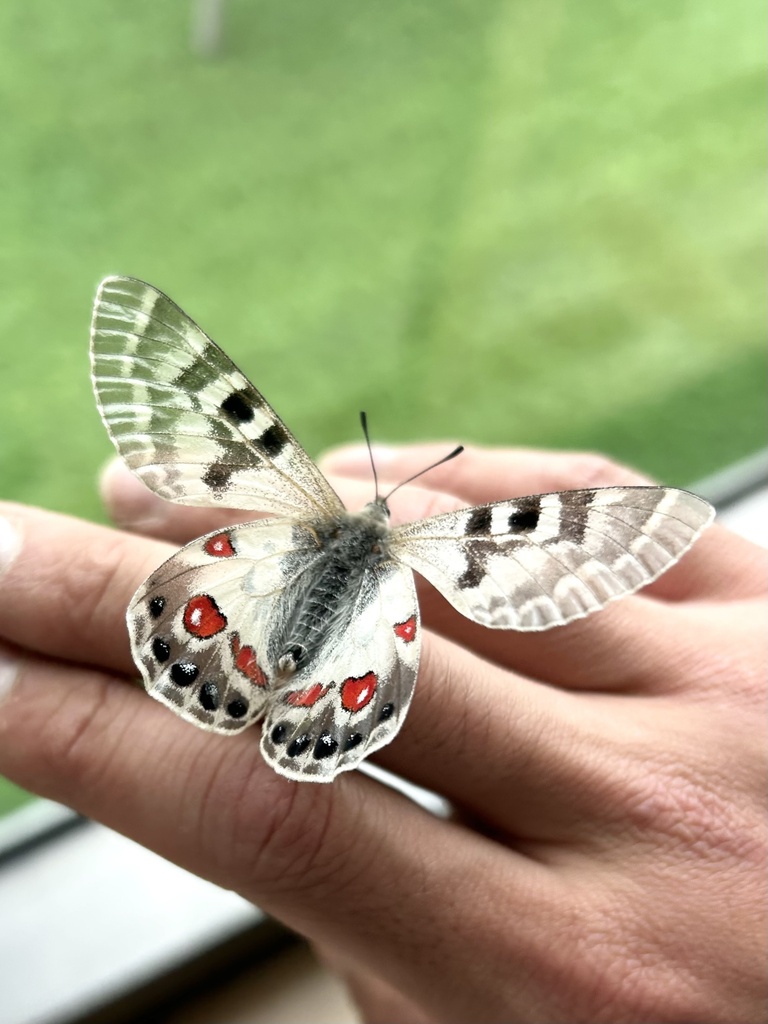 Parnassius charltonius charltonius in July 2023 by Gary Ge · iNaturalist