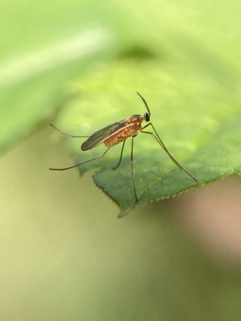 Gall and Forest Midges from Phillip St, Thirroul, NSW, AU on March 27 ...