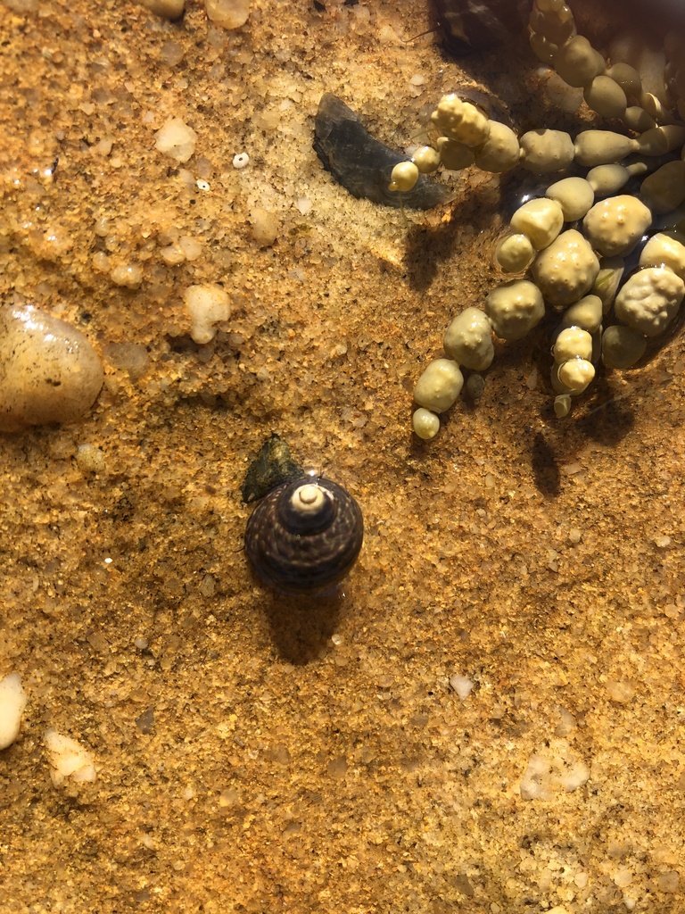 Zebra Top Snail from Cliffbrook Pde, Clovelly, NSW, AU on March 27 ...