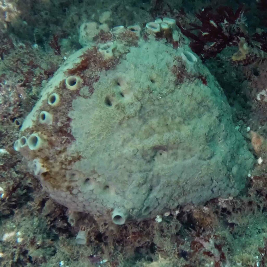 gray moon sponge from Orange County, CA, USA on March 23, 2024 at 10:52 ...