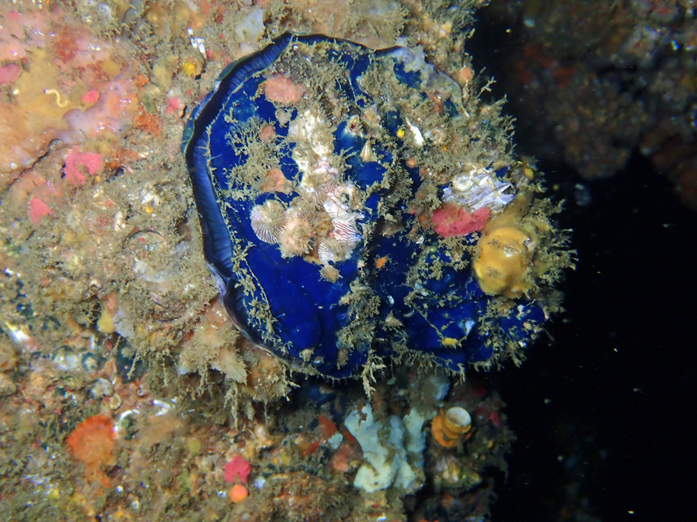 Bivalves from Sunshine Coast QLD, Australia on March 26, 2024 at 10:36 ...
