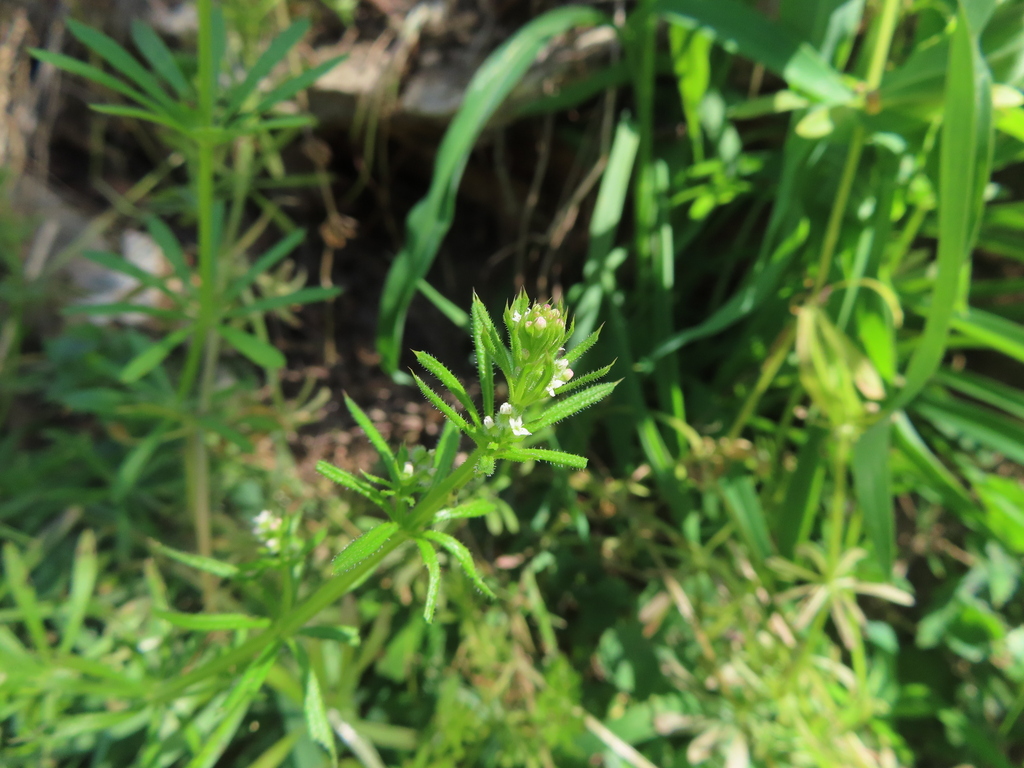 catchweed bedstraw from Barton Hills, Austin, TX, USA on March 11, 2024 ...
