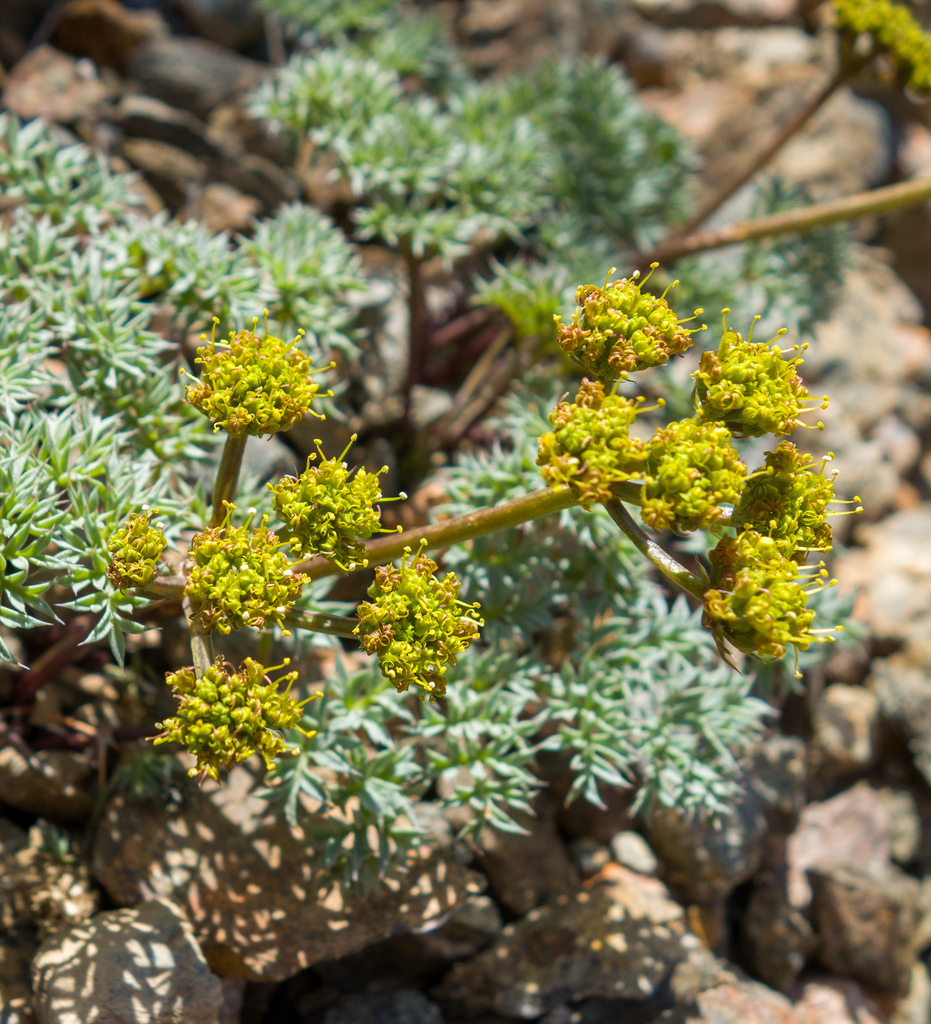 Cymopterus panamintensis panamintensis from Inyo County, CA, USA on ...