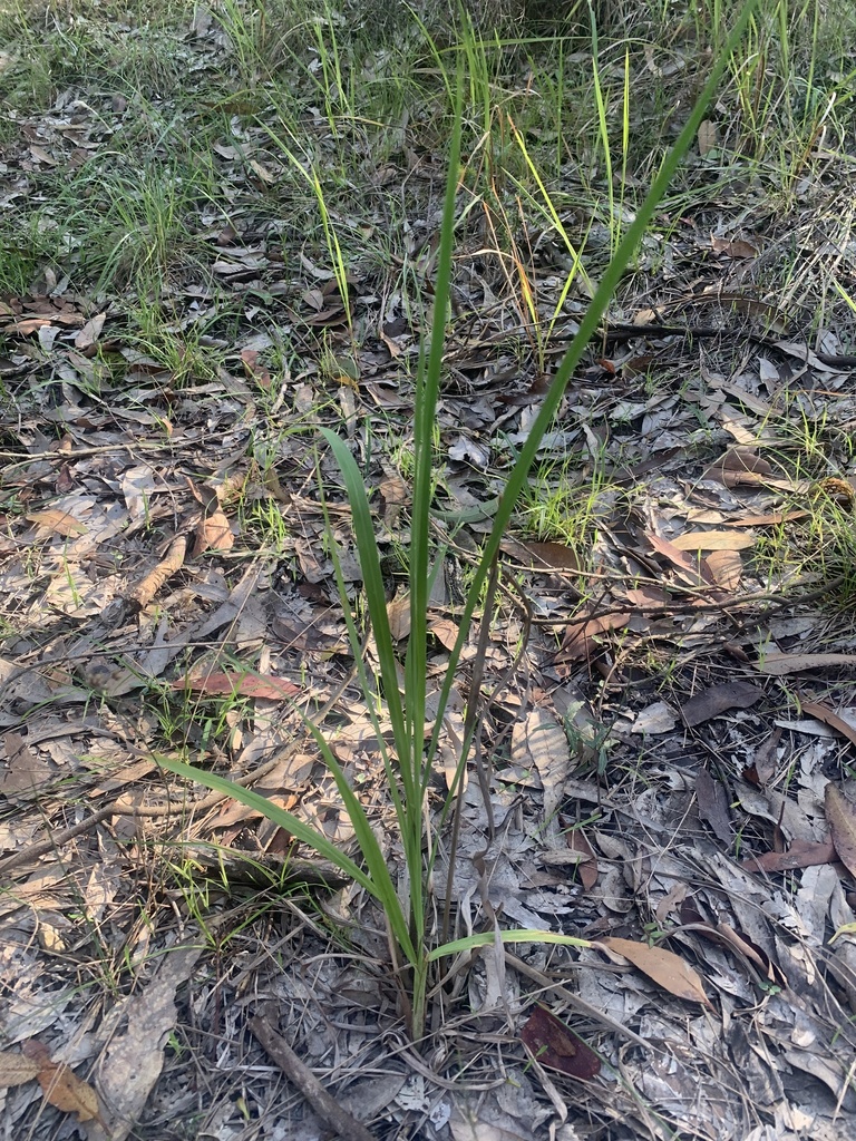 Cogon Grass from Glenrock State Conservation Area, Whitebridge, NSW, AU ...