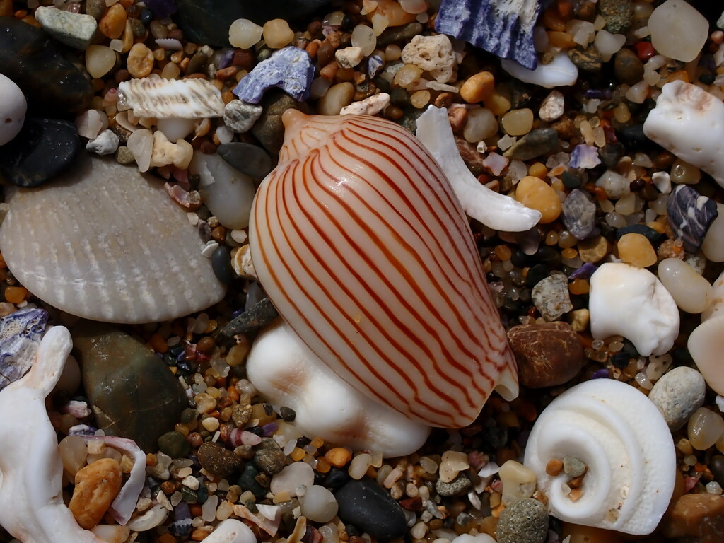 Zebra Volute from Woolgoolga NSW 2456, Australia on March 27, 2024 at ...