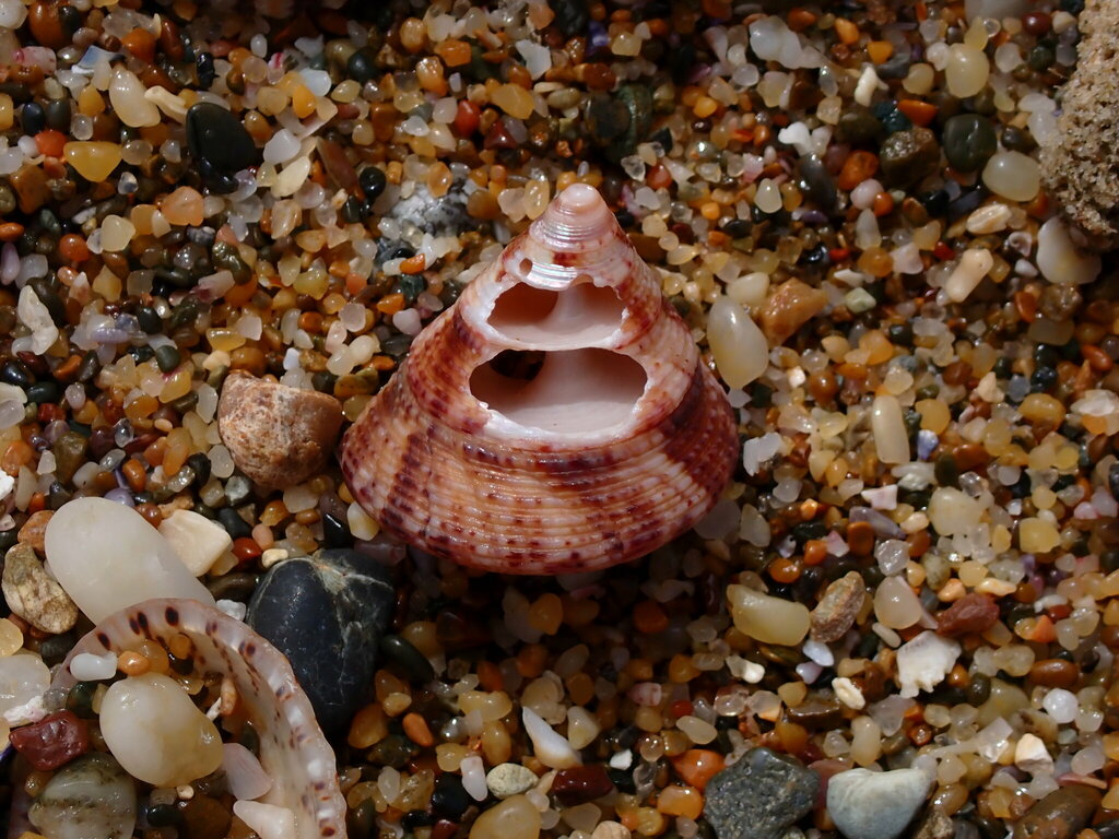 Astele speciosa from Woolgoolga NSW 2456, Australia on March 27, 2024 ...