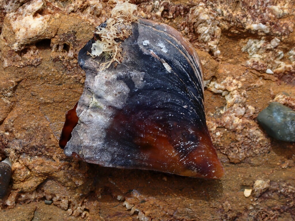 Baggy Pen Shell from Woolgoolga NSW 2456, Australia on March 27, 2024 ...