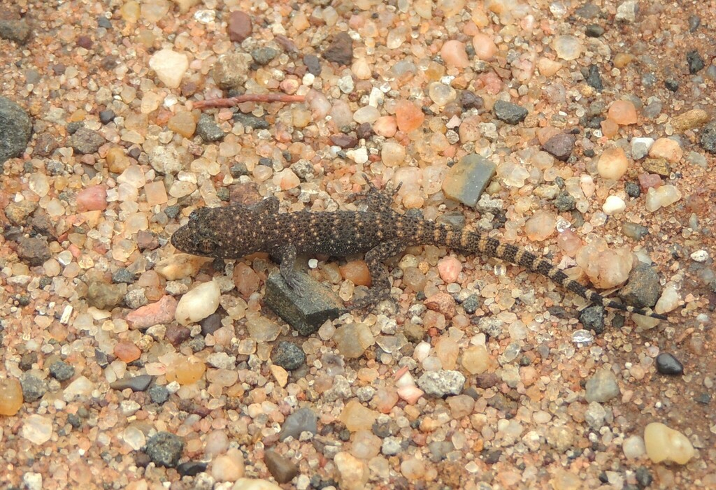 Common Prickly Gecko from Tingun QLD 4455, Australia on March 27, 2024 ...
