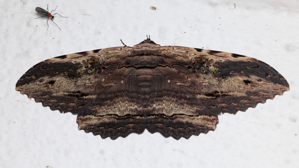 Anisoneura aluco from Jalan Girdle, Bukit Fraser, 49000 Bukit Fraser ...