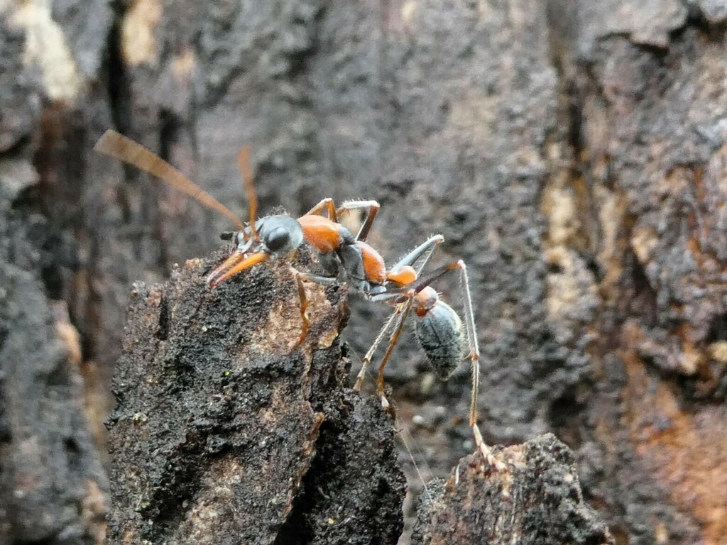 Jumping Jack Ant from Landsborough QLD 4550, Australia on March 27 ...