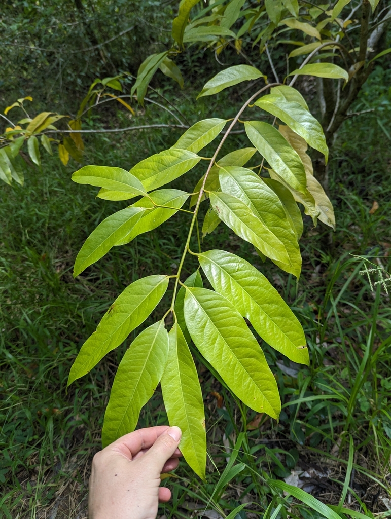 Idiotfruit (Idiospermum australiense) - Botanical Realm