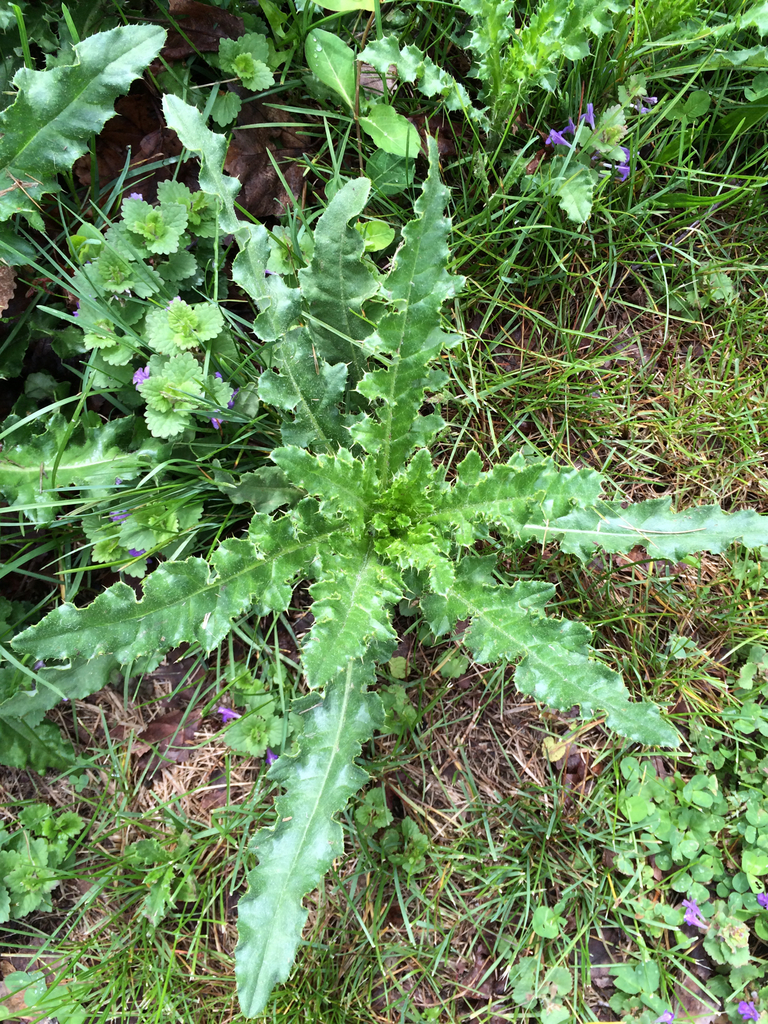 creeping thistle (Cirsium arvense) - Botanical Realm