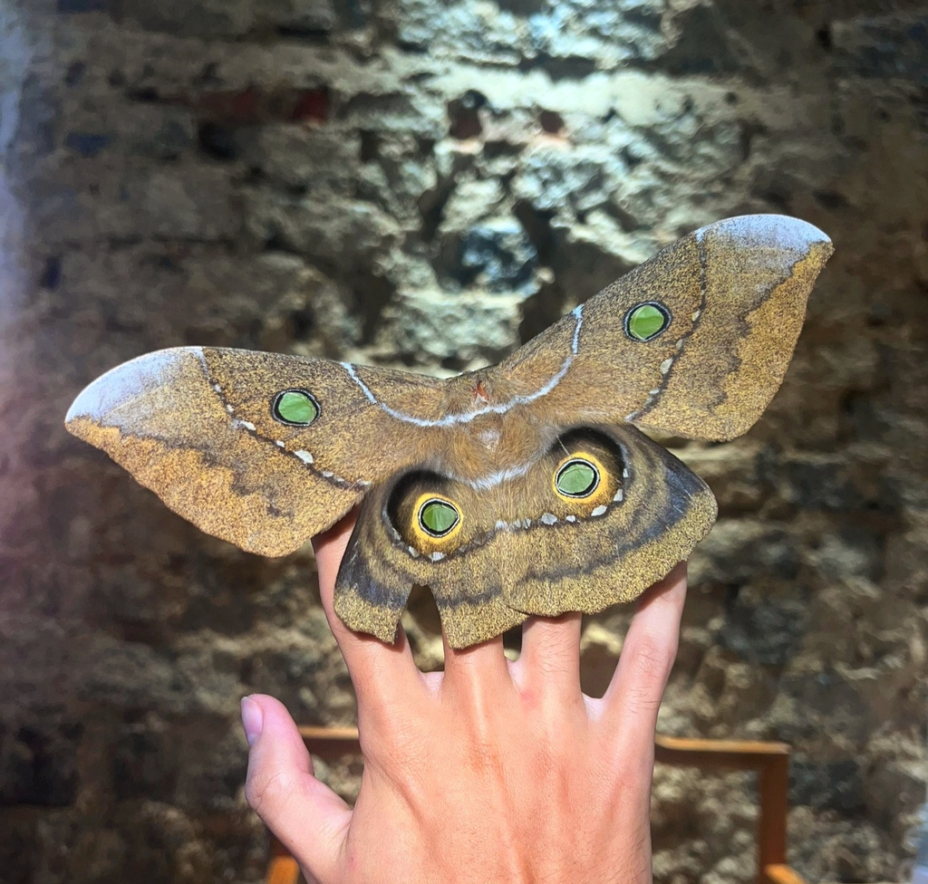 Salassa shuyiae from 中国海南省琼中黎族苗族自治县 on November 15, 2023 by zhanglucy ...