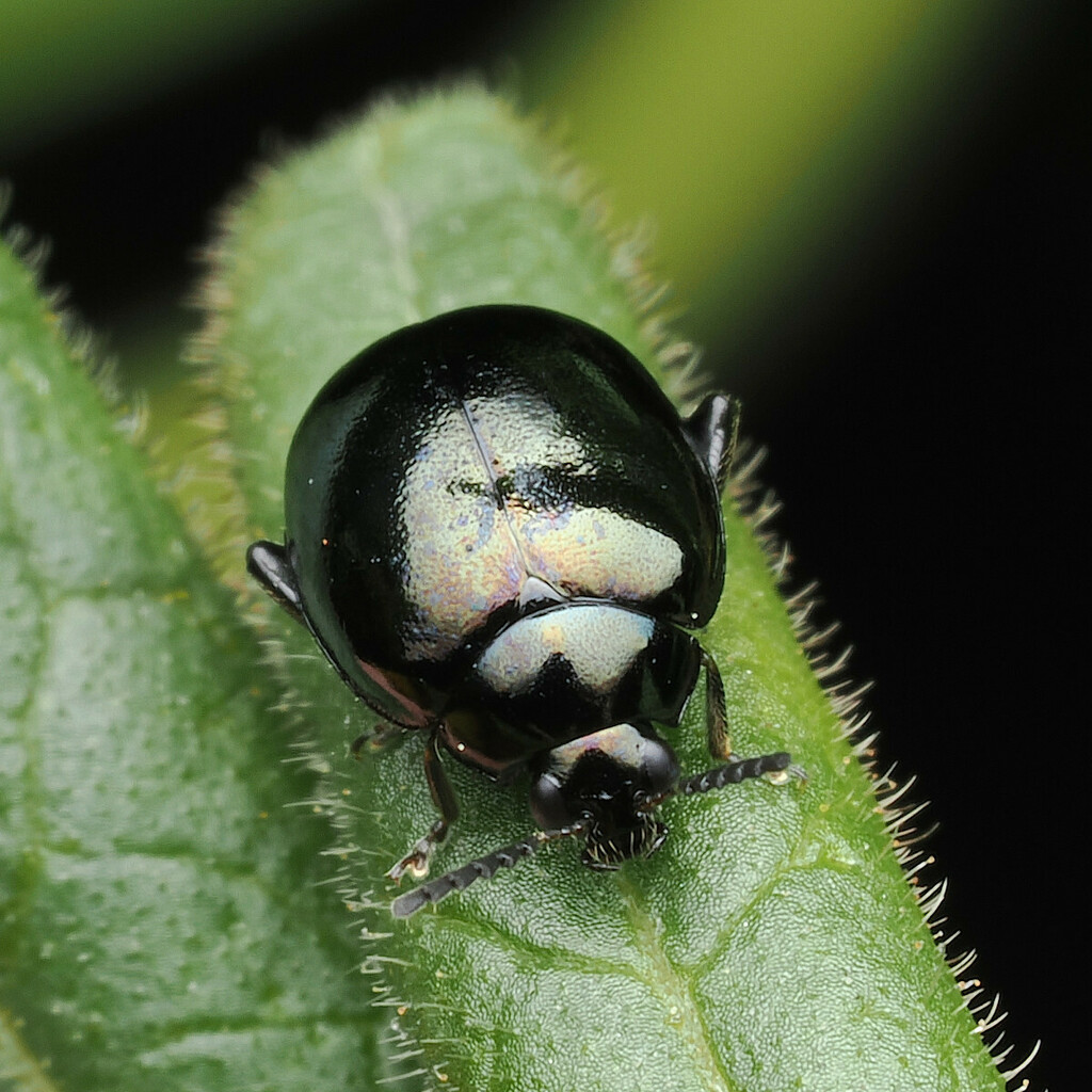 Nonarthra cyanea from Yata, Mishima, Shizuoka 411-0801, Japan on March ...