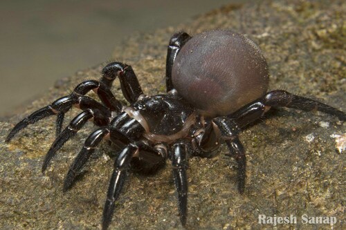 Genus Heligmomerus · iNaturalist United Kingdom