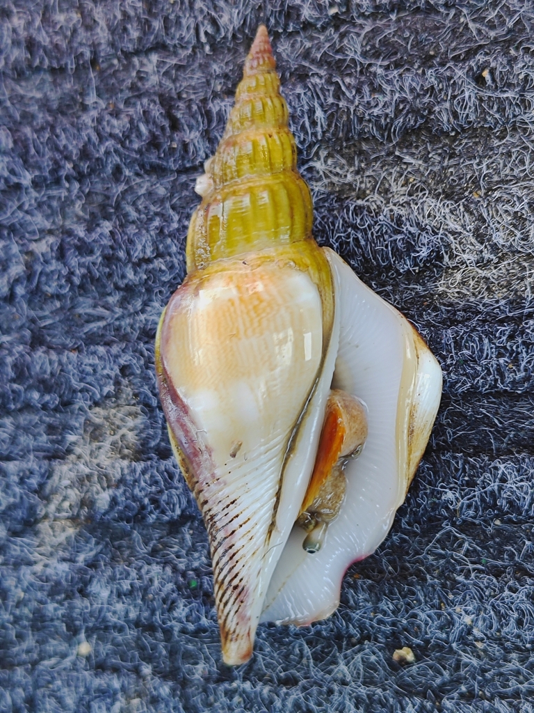 Riband-marked Stromb from Sanya, CN-HA, CN on March 27, 2024 at 10:10 ...