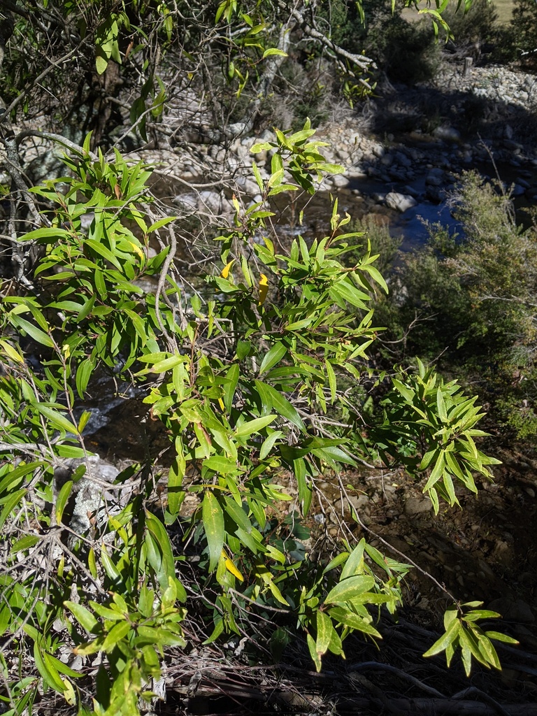 Privet Mock Olive from Liffey TAS 7301, Australia on March 21, 2024 at ...