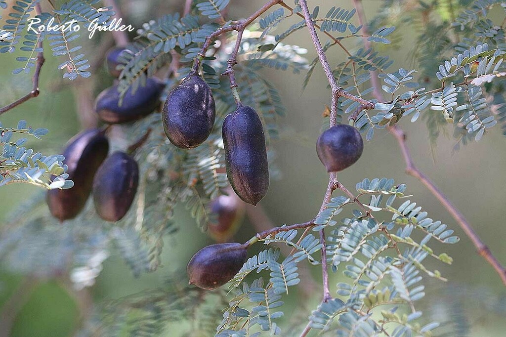 Libidibia paraguariensis in March 2024 by Roberto Guller · iNaturalist