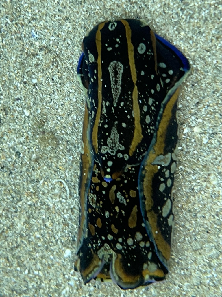 Blue-margin Headshield Slug from South Pacific Ocean, North Curl Curl ...