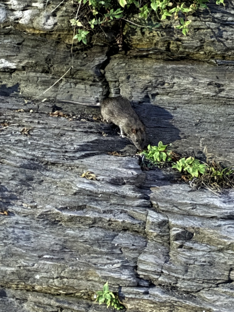 Brown Rat in March 2024 by zoeduchet · iNaturalist