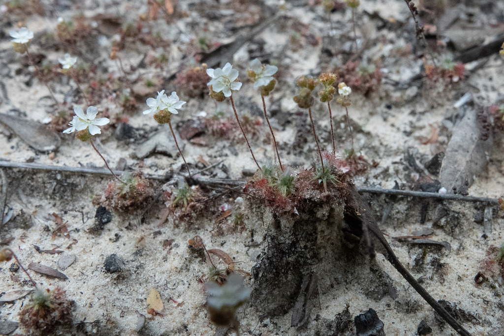 Drosera trichocaulis from Fitzgerald River National Park WA 6346 ...