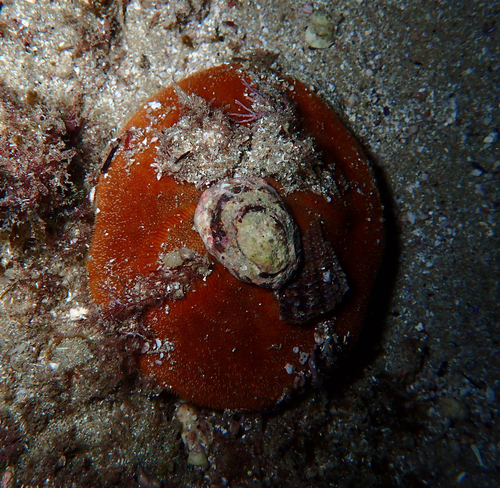Australasian sand dollar from Shoalhaven, NSW, Australia on April 22 ...