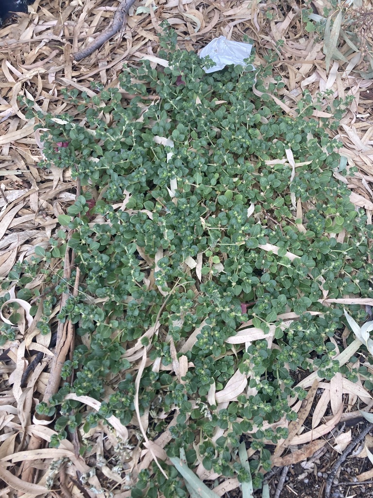 creeping chaffweed from Wilcannia NSW 2836, Australia on March 17, 2024 ...