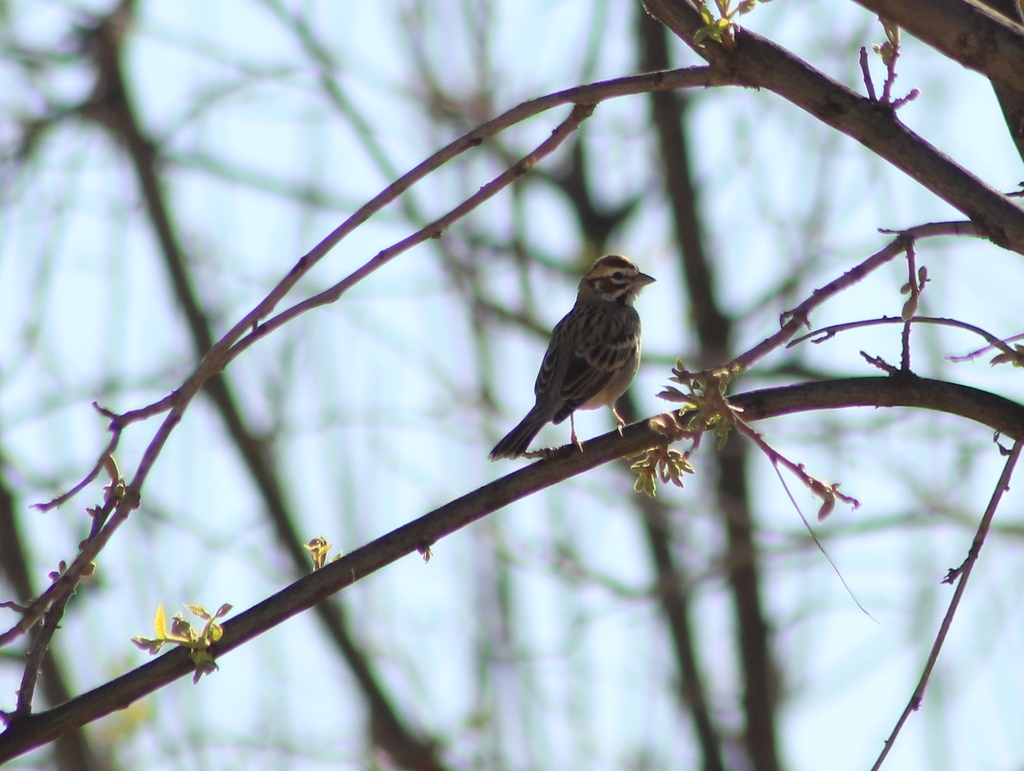Lark Sparrow from Meoqui, Chih., México on March 26, 2024 at 09:55 AM ...