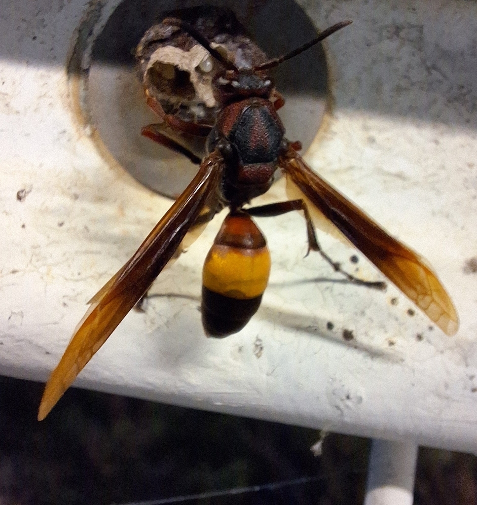 Banded Paper Wasp from 香港大欖八鄉路 on March 27, 2024 at 06:53 PM by Fung ...