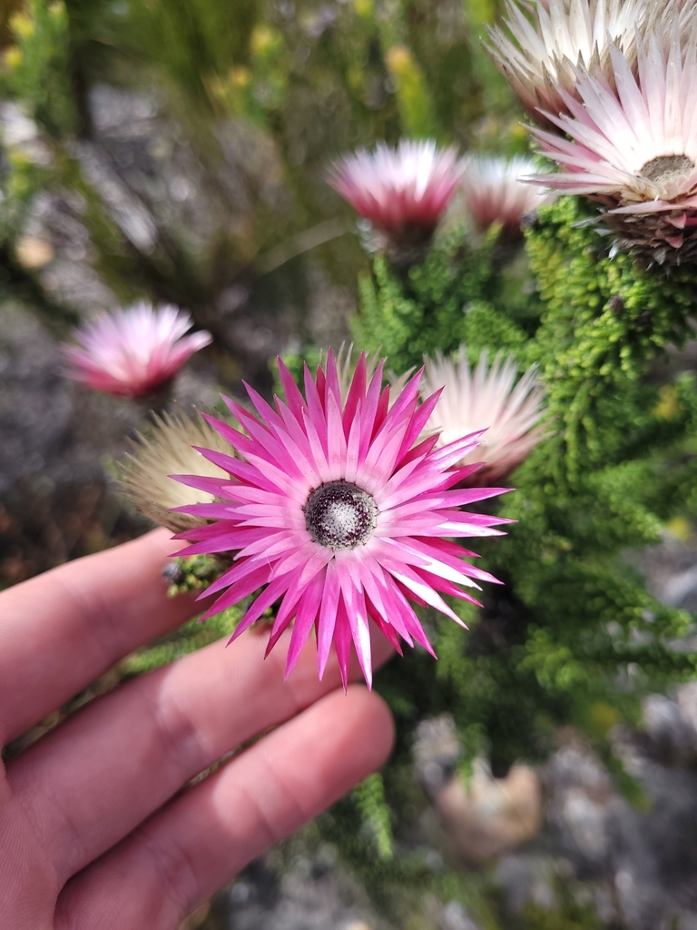 Cape everlasting from Overstrand Local Municipality, South Africa on ...