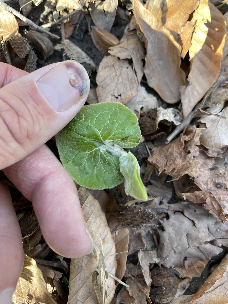 Canadian wild ginger in March 2024 by Cole Perry · iNaturalist
