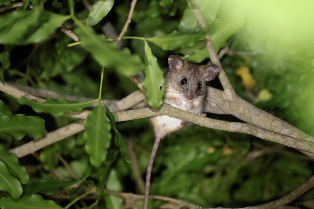 Woodland Thicket Rat from Lovemore Park, Gqeberha, EC, ZA on 21 March ...