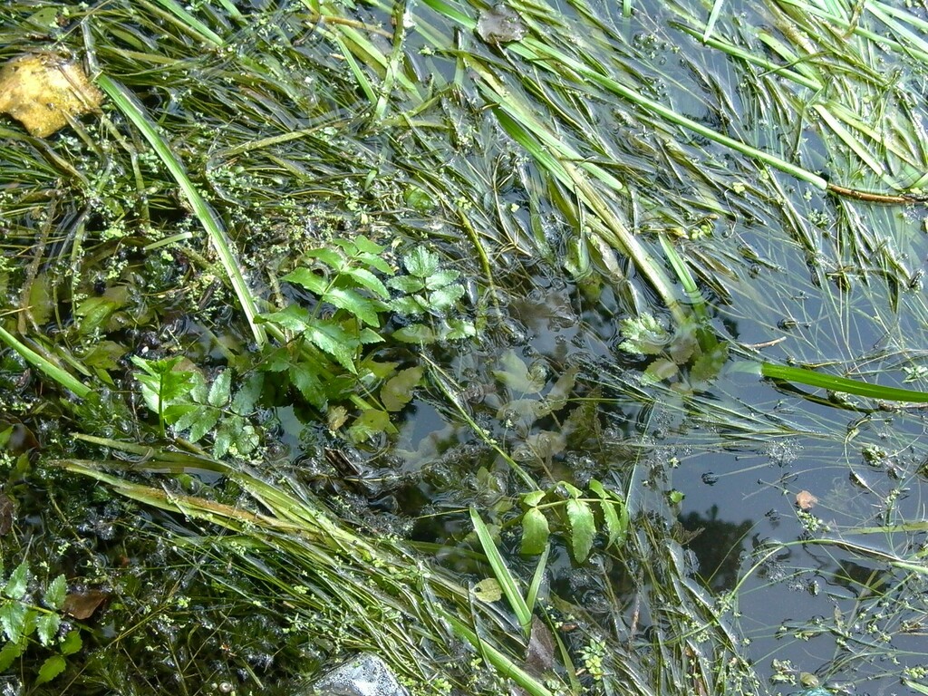 River Water-dropwort in June 2003 by missour. FEUILLES EN LANIERES ...