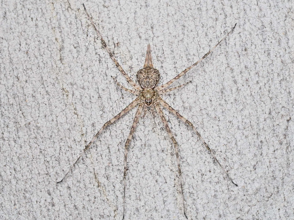 Two-tailed Spiders from Edgars Creek Wetlands Reserve, Reservoir, VIC ...
