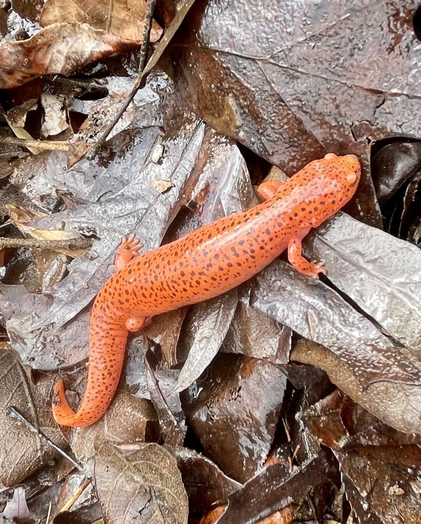 Red Salamander from Pisgah National Forest, Marshall, NC, US on March ...