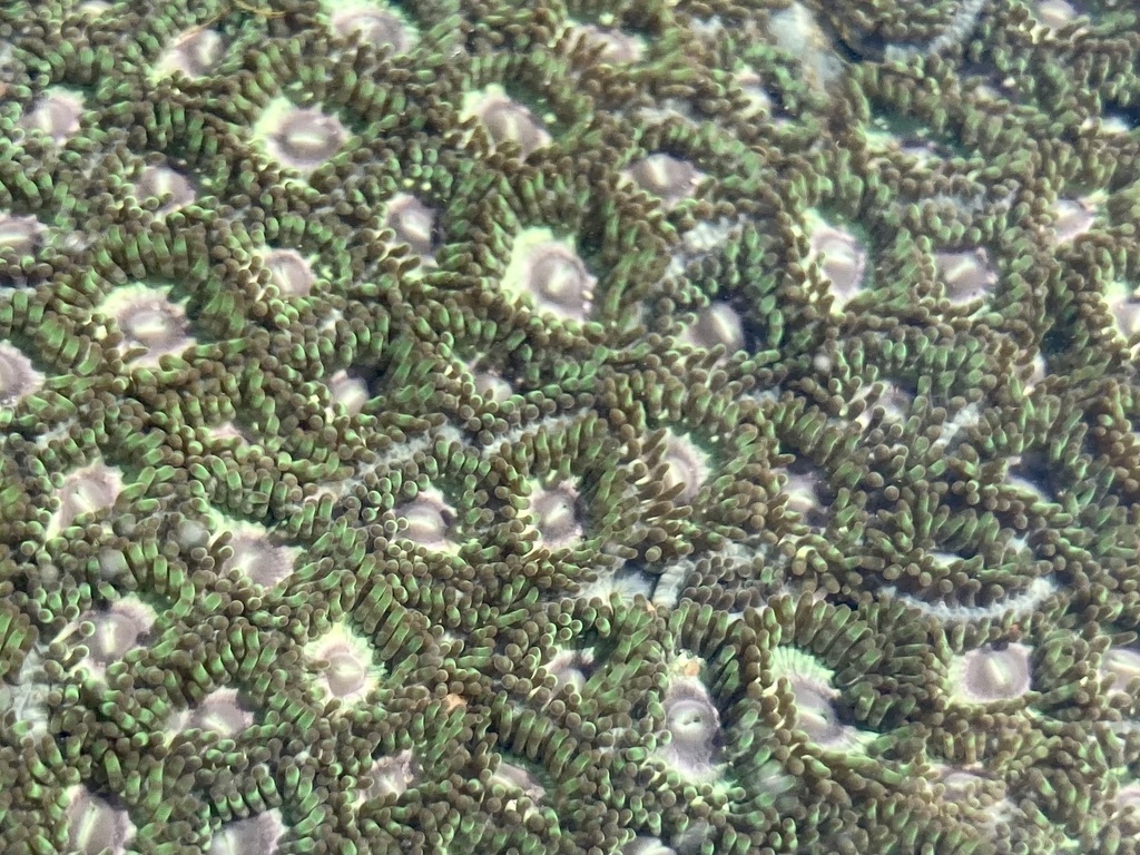 Vietnamese Zoanthids from Umhlali Beach, Ballito, KZN, ZA on March 27 ...
