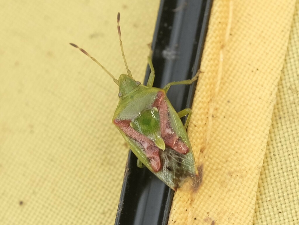 Juniper Shield Bug from 31 Lindhorst, Deutschland on March 27, 2024 at ...