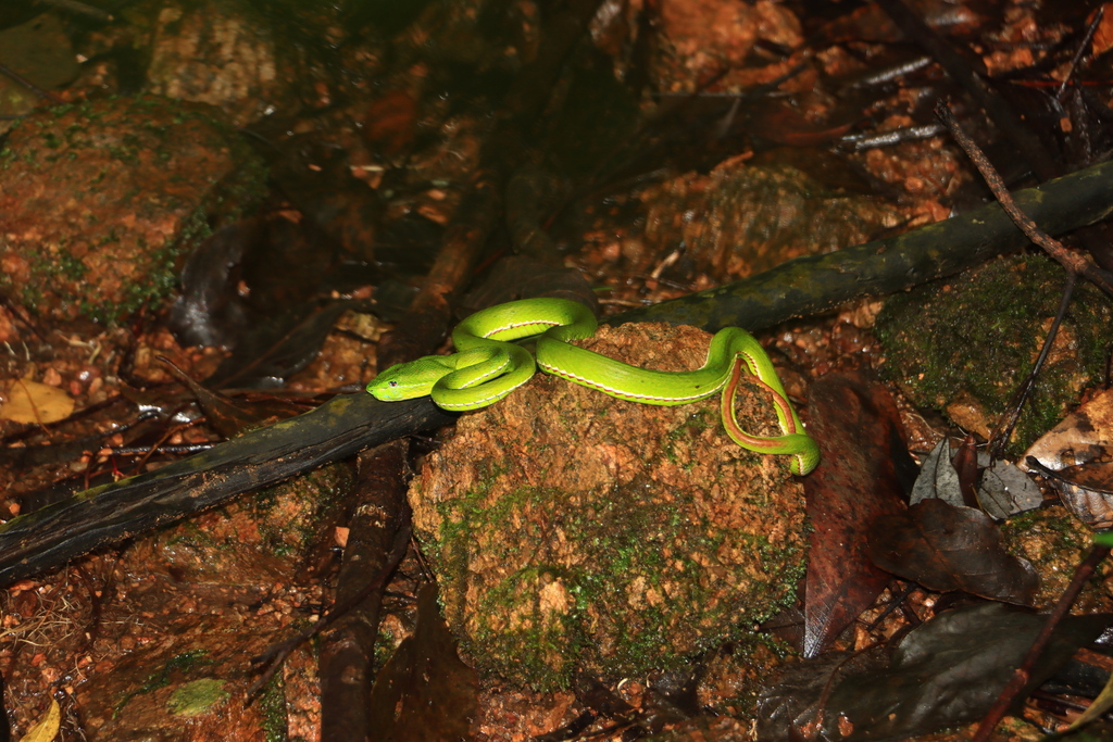 Chinese Green Tree Viper from 中国福建省三明市将乐县 on September 14, 2020 at 02: ...
