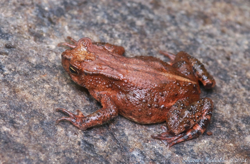 Kandyan Dwarf Toad in March 2024 by Shaveen Madushka. Found this rare ...