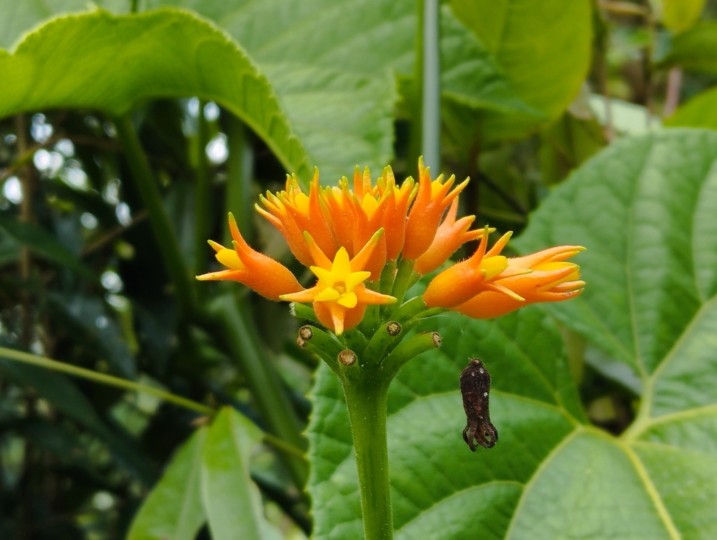 Gurania from Nuevo Paraiso, Ecuador on March 26, 2024 at 11:19 AM by ...