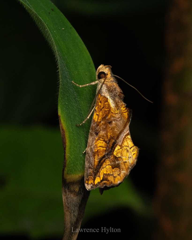 Snake Vine Moth in March 2024 by Lawrence Hylton · iNaturalist