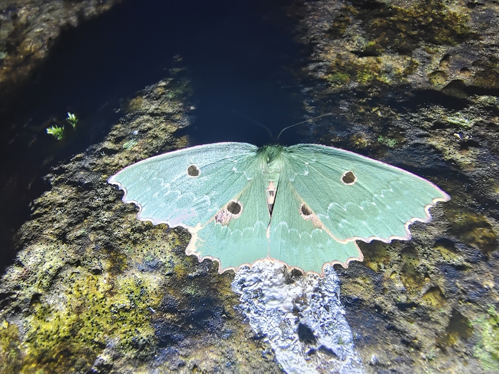 Chlorodontopera taiwana from Yichun, CN-JX, CN on March 26, 2024 at 07: ...