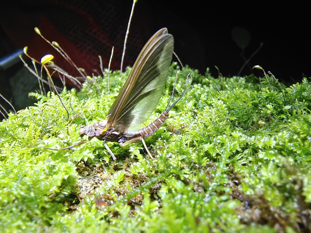 Cincticostella fusca from Yichun, CN-JX, CN on March 26, 2024 at 08:21 ...