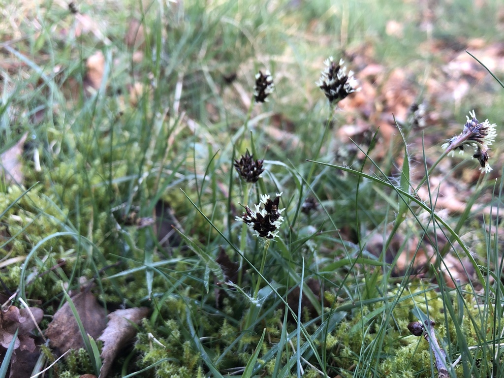 heath wood-rush from Breckland Forest, Brandon, England, GB on March 23 ...
