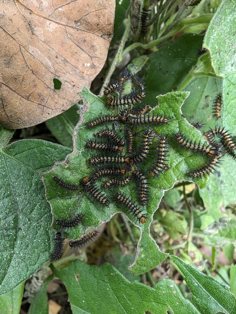 Crimson Patch from Amatlán de los Reyes Municipality, Ver., Mexico on ...
