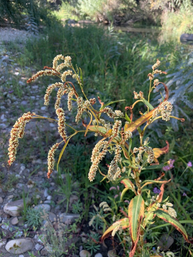pale smartweed from Stellenbosch Rural, Stellenbosch, WC, ZA on March ...